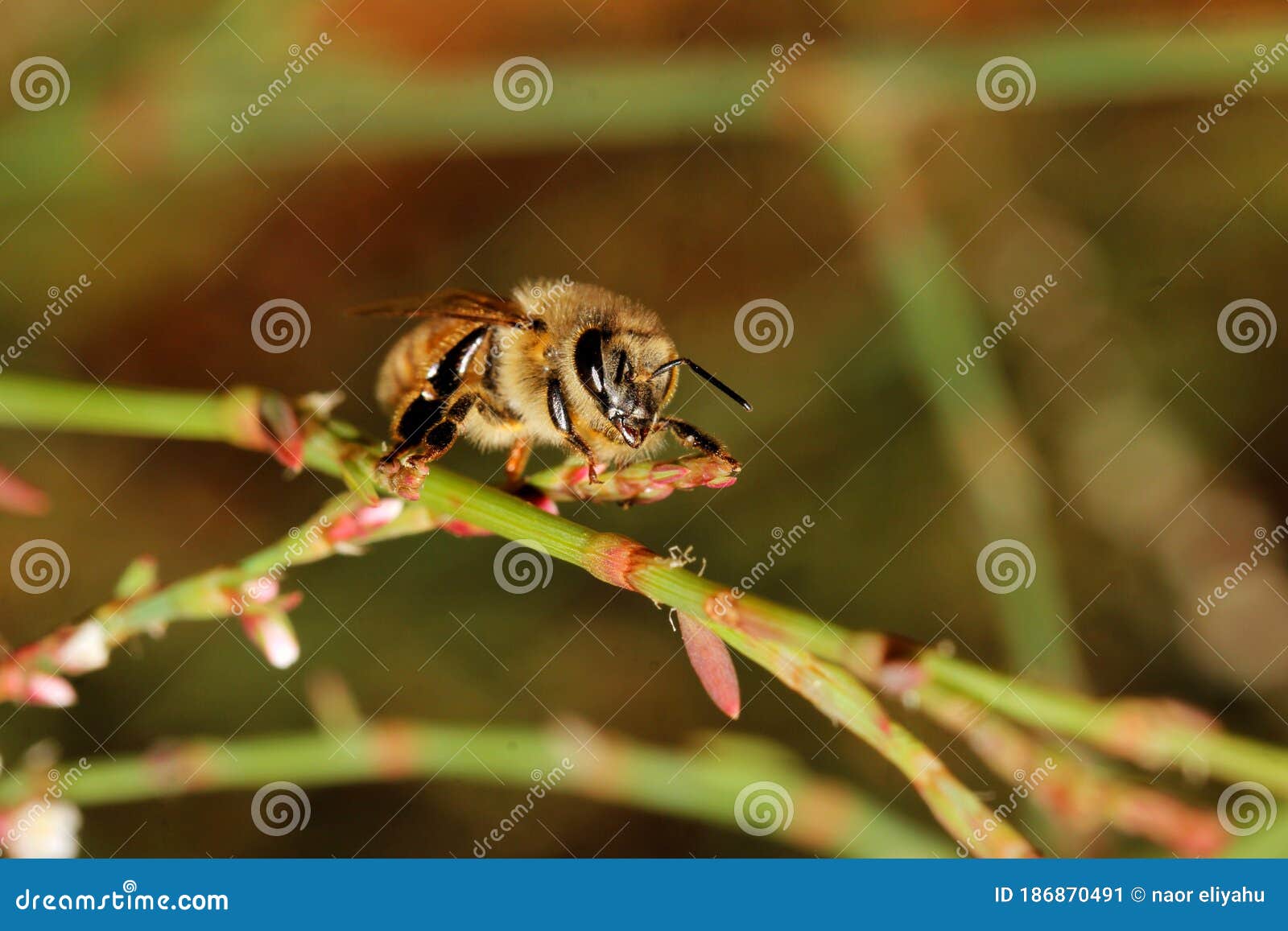 Bee Insect Eating on the Leaf Side Stock Image - Image of insect, plant ...