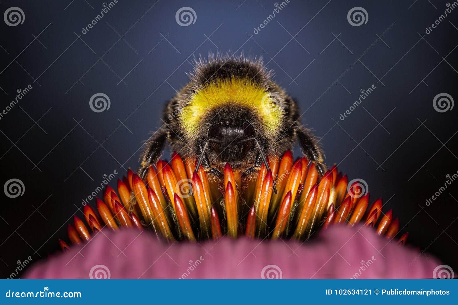 Bee, Insect, Honey Bee, Invertebrate Picture. Image: 102634121