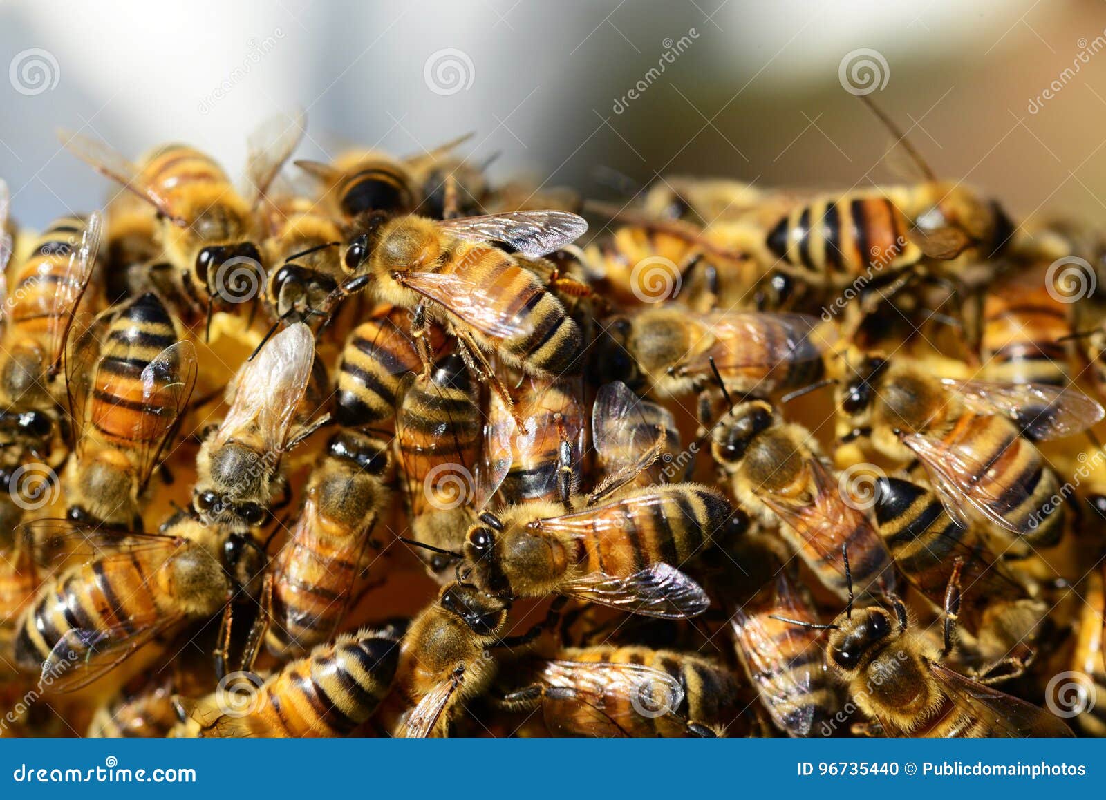 Bee, Insect, Honey Bee, Invertebrate Picture. Image: 96735440