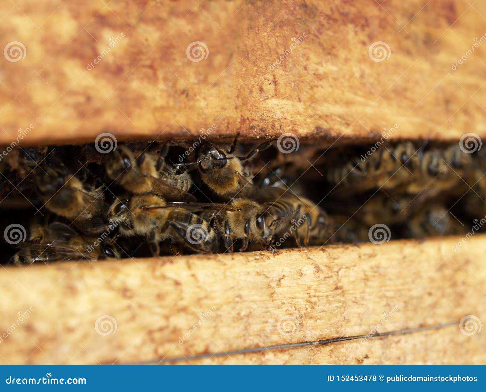 Bee Inside A Beehive Picture. Image: 152453478