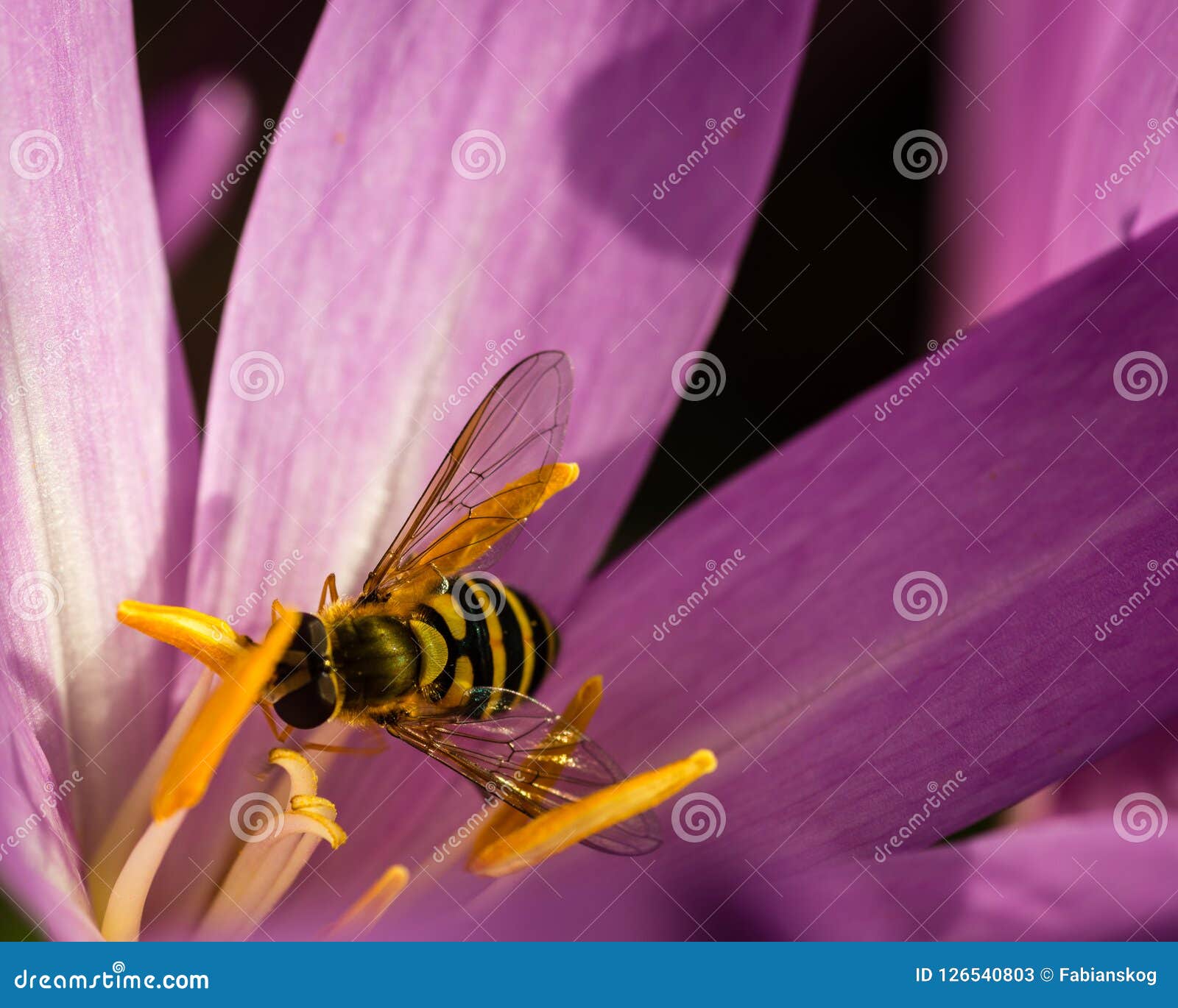 Bee inside a flower stock image. Image of inside, spring - 126540803
