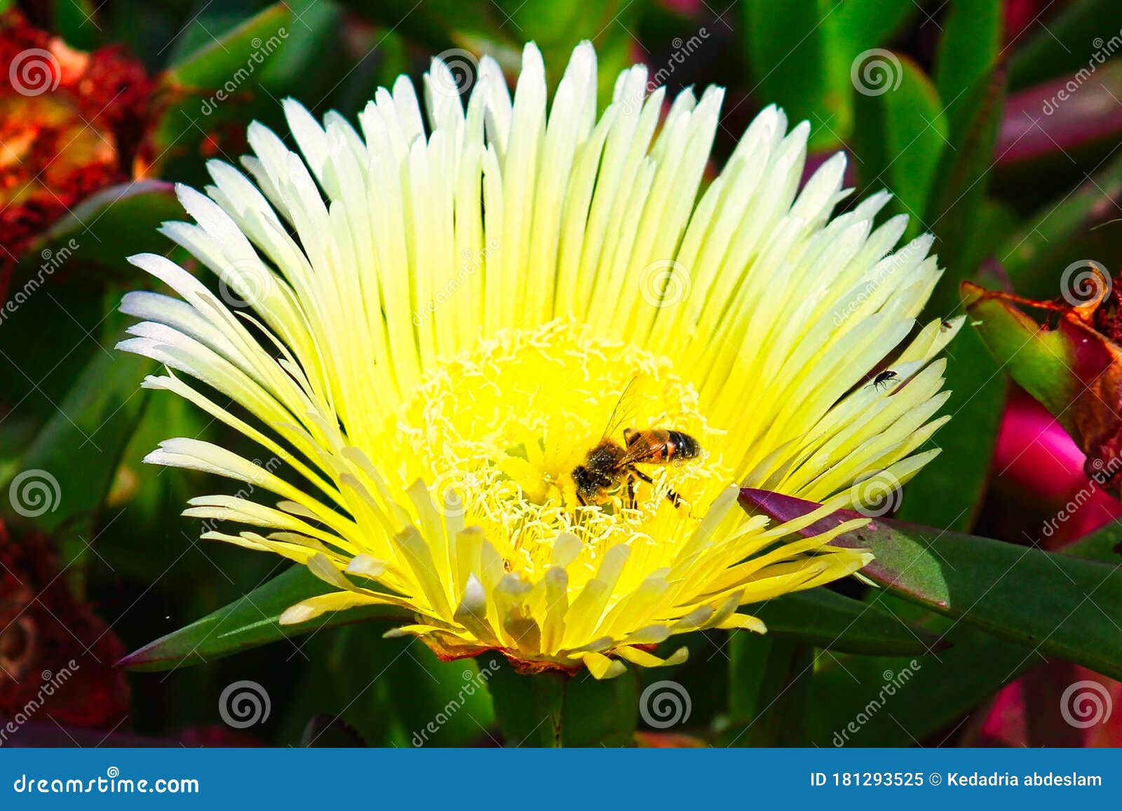 Bee Inside a Flower Working Stock Image - Image of inside, working ...