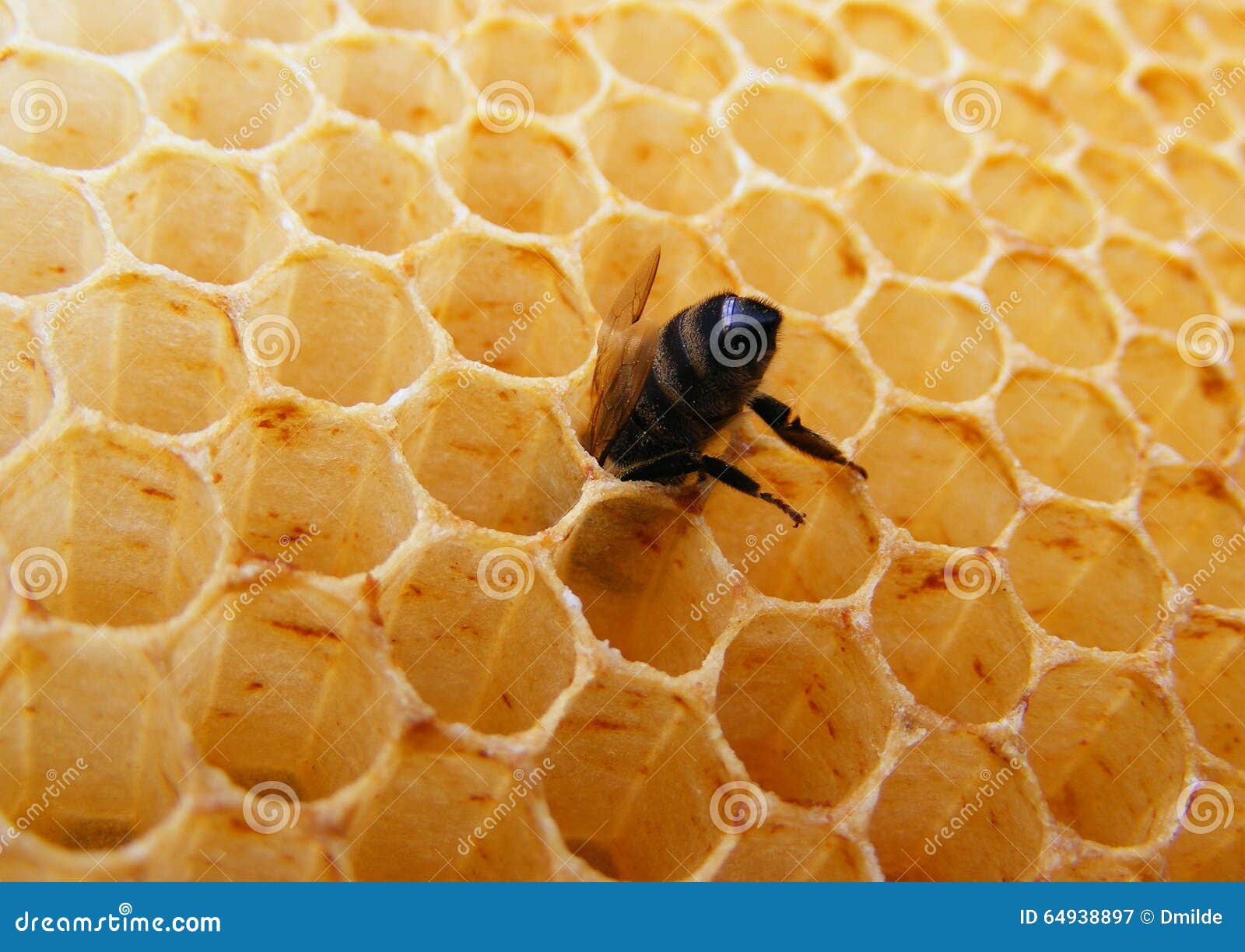 Bee inside honeycomb cell stock image. Image of close - 64938897