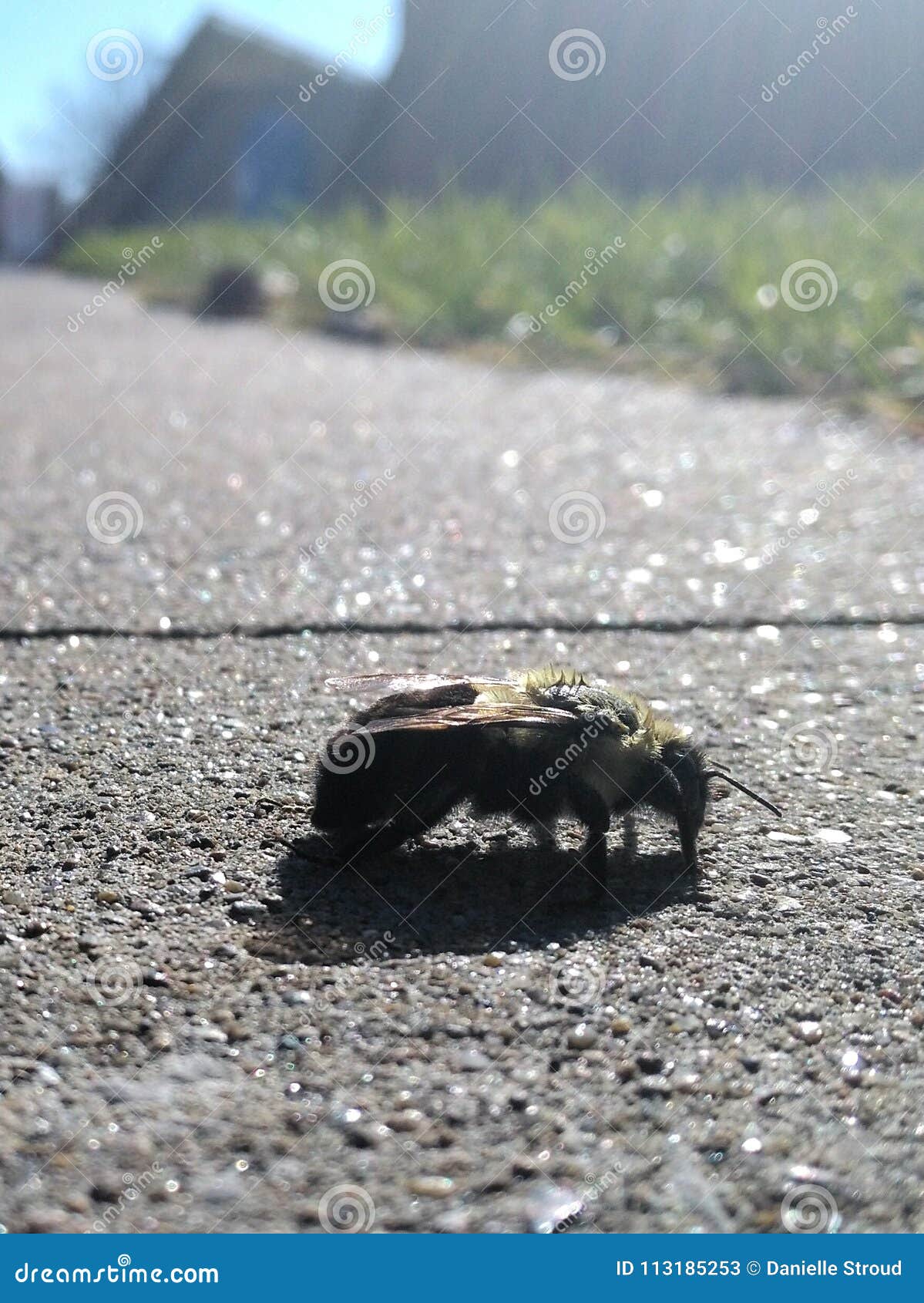 Bee stock image. Image of interesting, sidewalk, look - 113185253