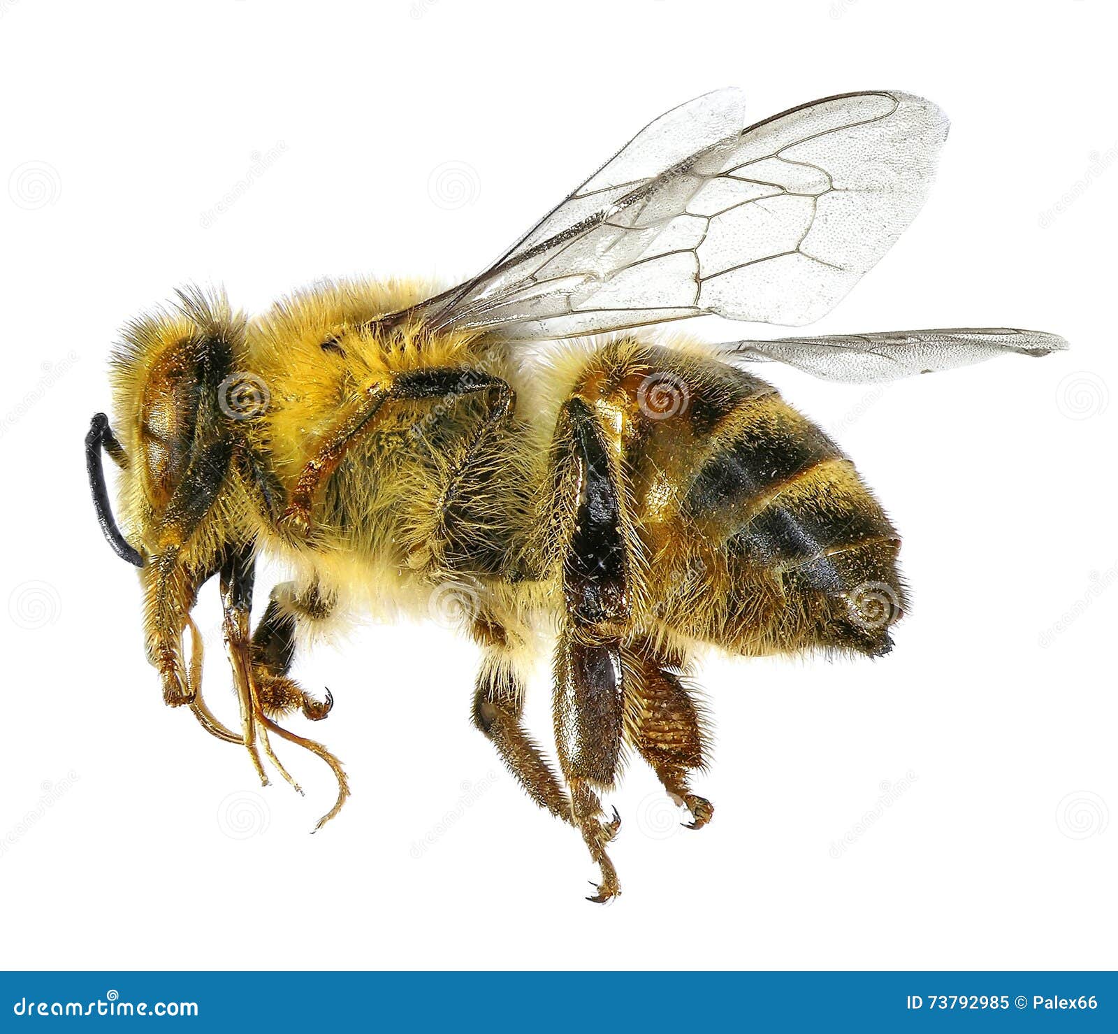 Bee isolated stock image. Image of flower, commonwealth - 73792985