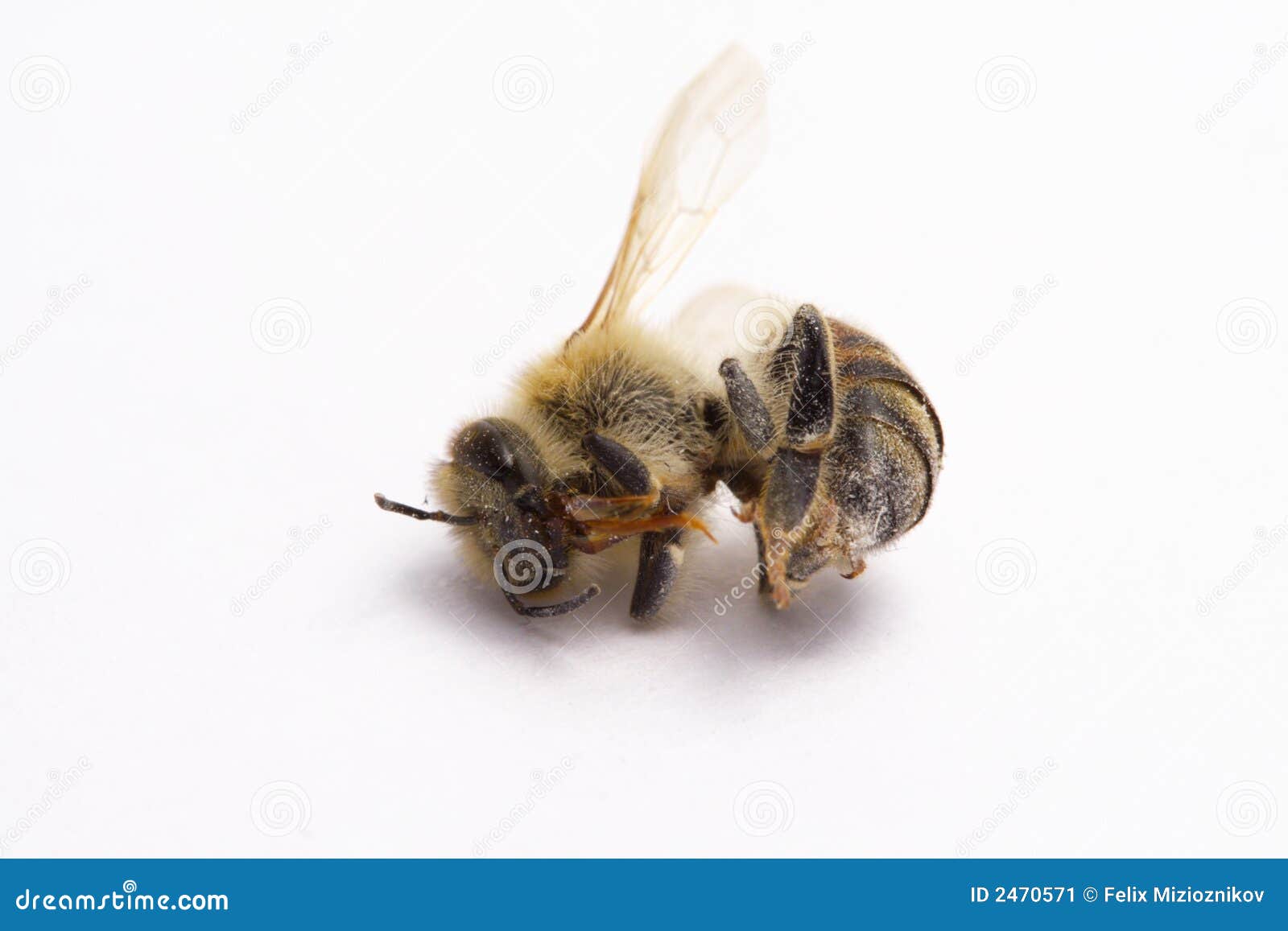 Bee ISolated on White stock image. Image of candid, isolated - 2470571