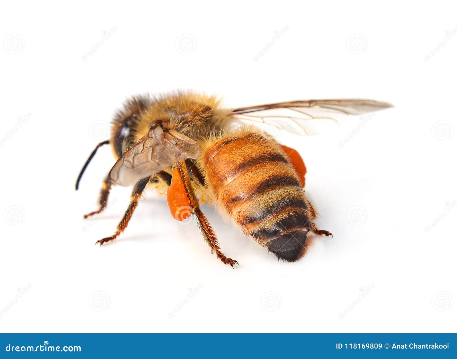 Bee Isolated on the White Background Stock Image - Image of apis ...