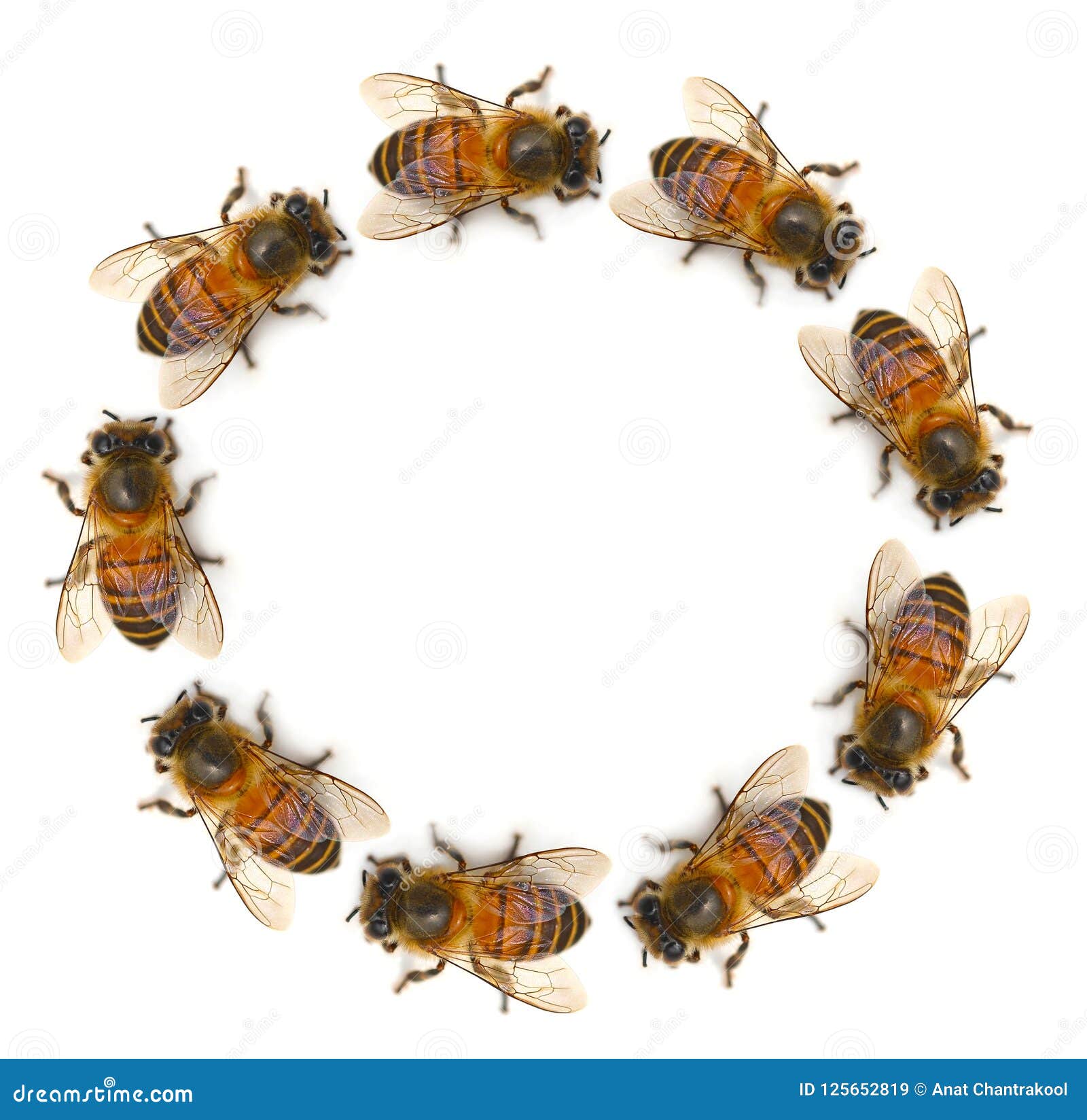 Bee Isolated on White Background Stock Image - Image of nature, small ...