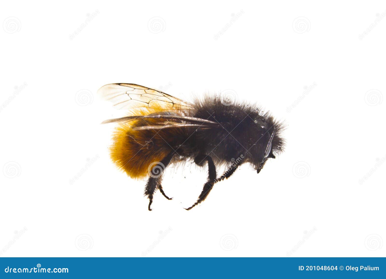 Bee Isolated on White Background Stock Photo - Image of animal, head ...