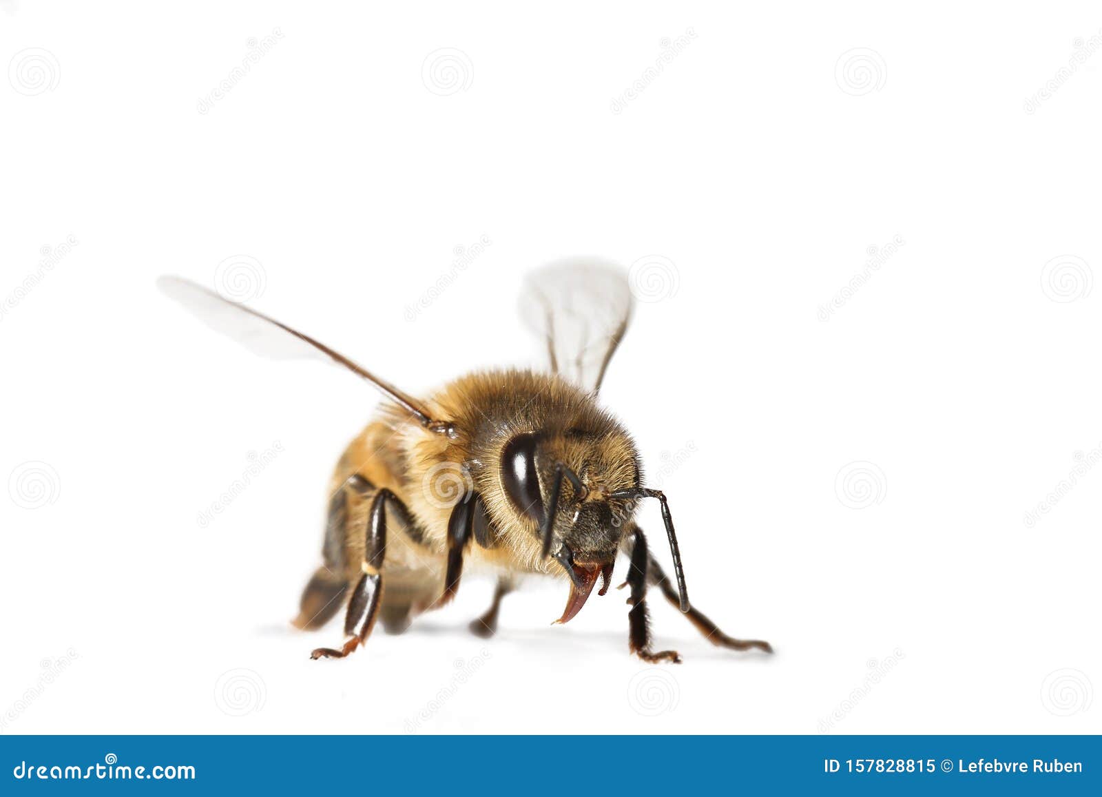 Bee Isolated on White Background Stock Image - Image of small, fluffy ...