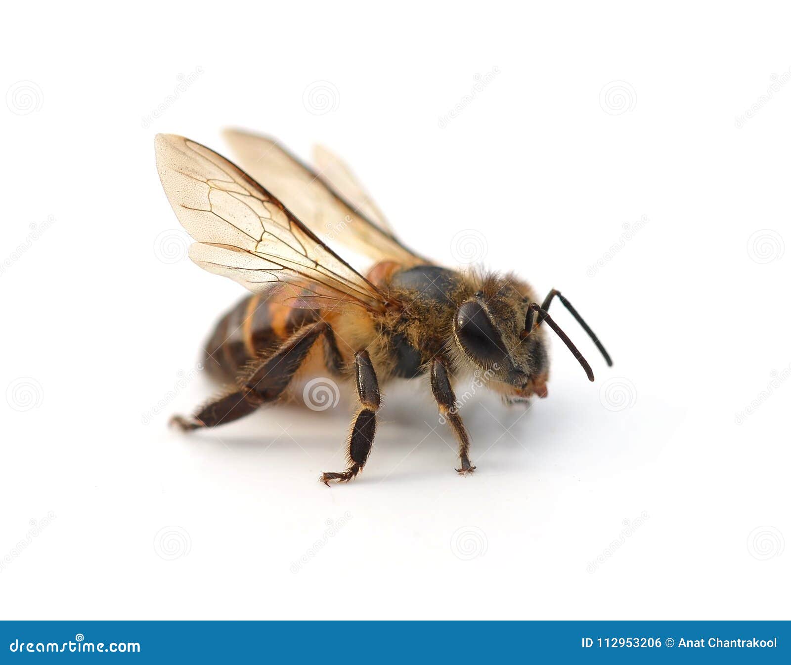 Bee isolated on the white stock photo. Image of closeup - 112953206