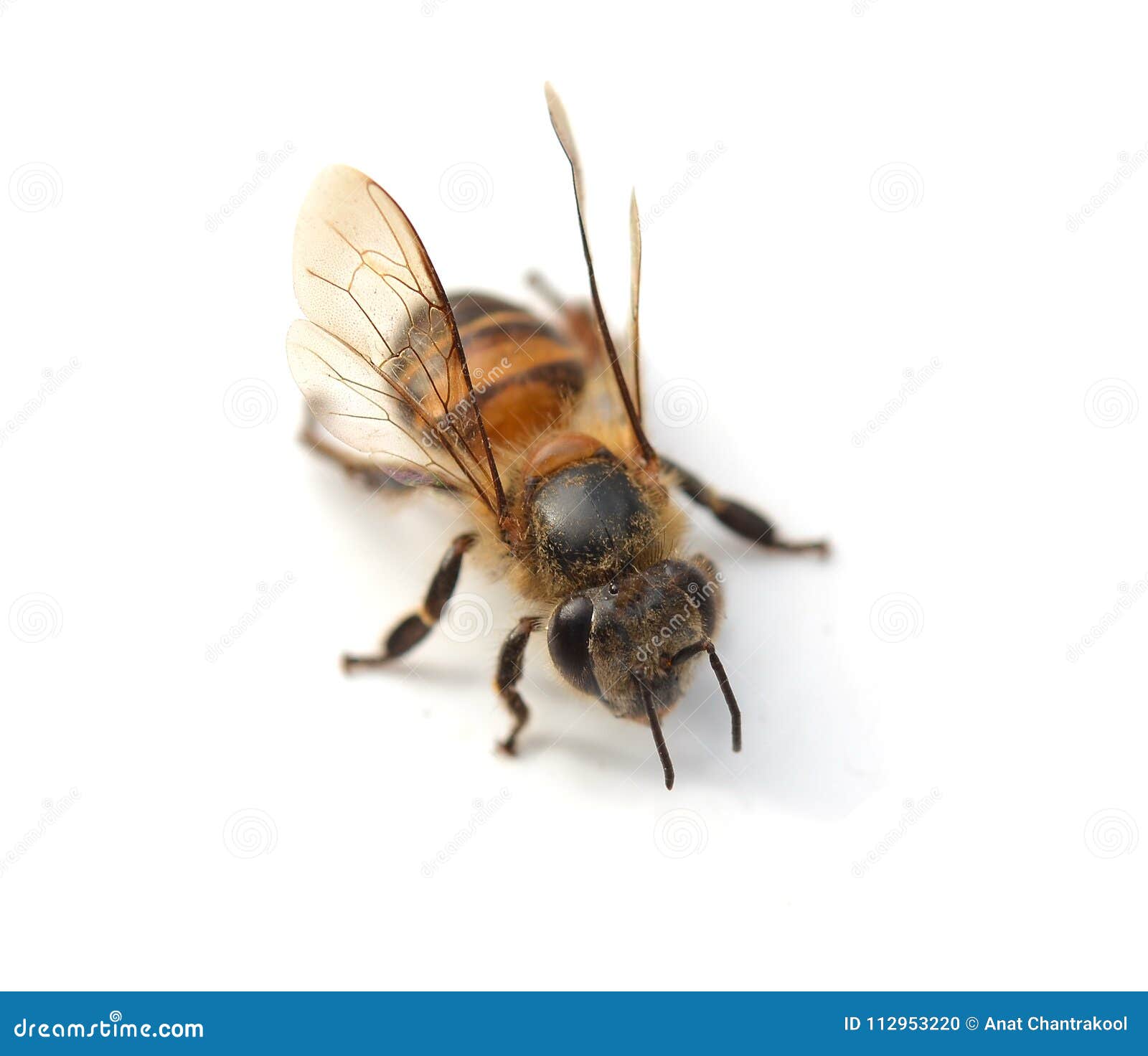 Bee isolated on the white stock photo. Image of honey - 112953220