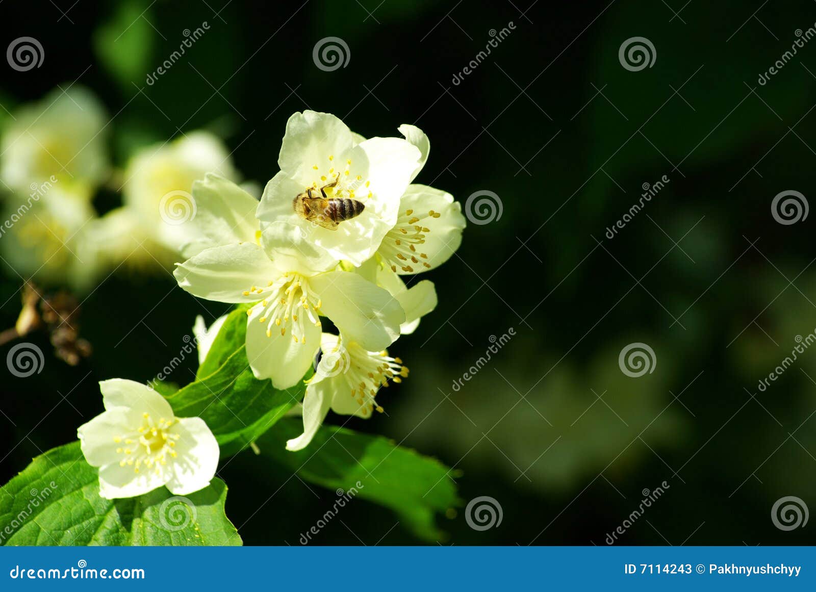 Bee on jasmine stock image. Image of shrub, honey, plant - 7114243