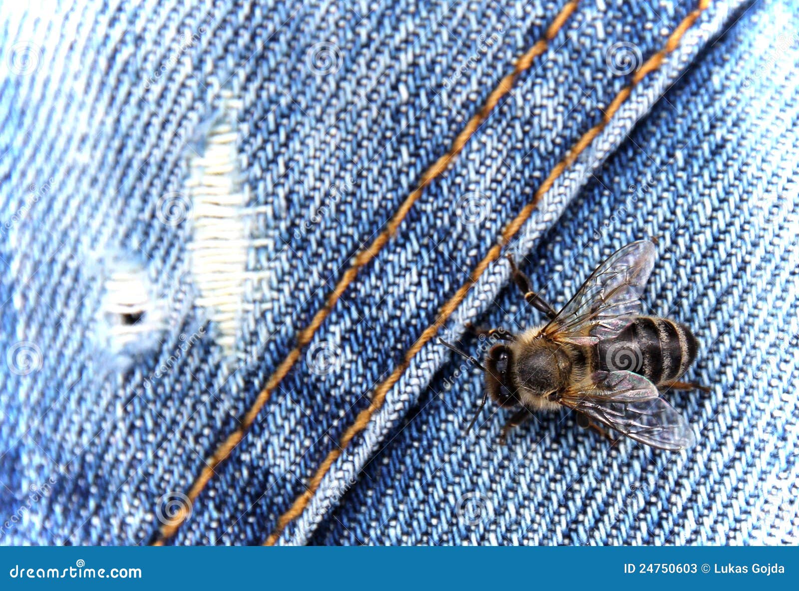 Bee on a jeans stock image. Image of wing, single, insect - 24750603