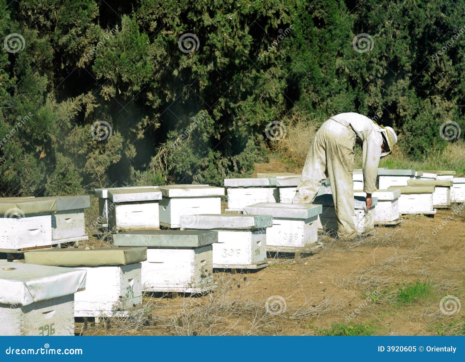 Bee keeper stock image. Image of hands, beehive, pollen - 3920605