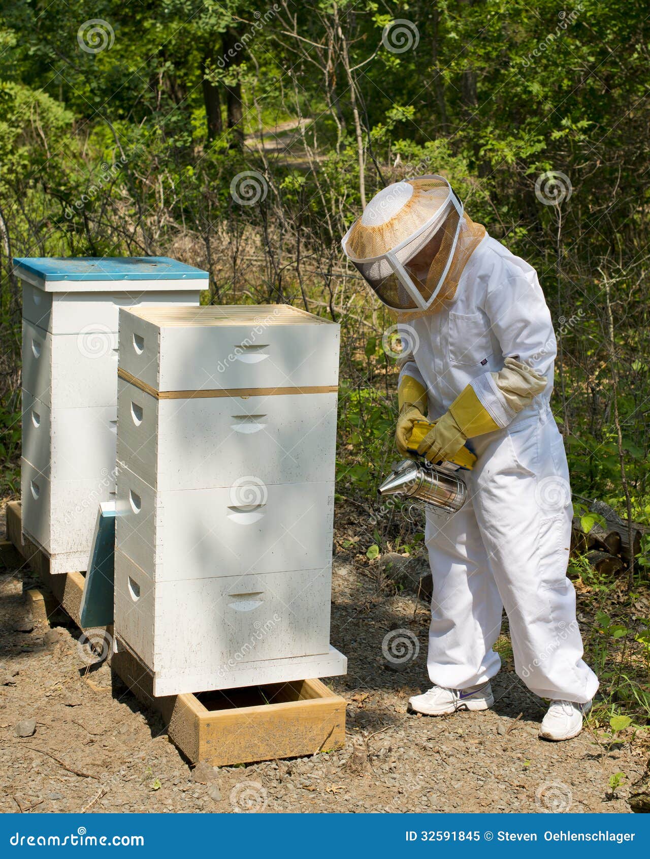 Bee Keeper stock image. Image of sting, woman, keeper - 32591845