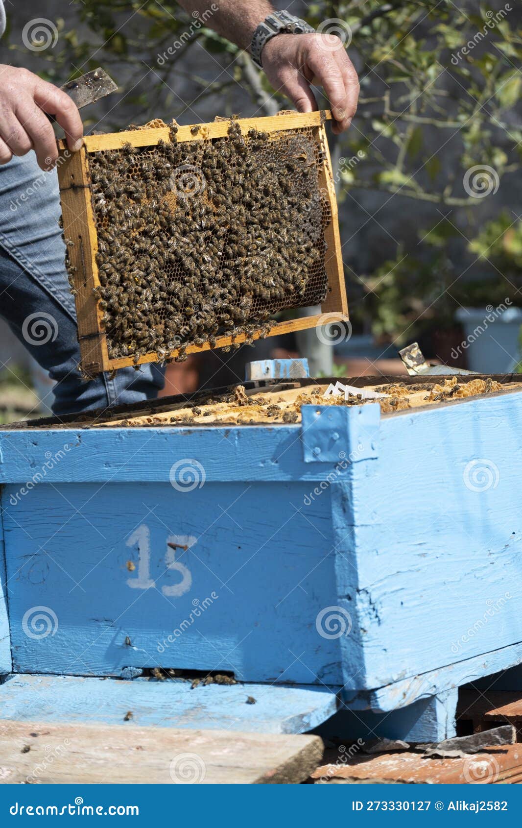 Bee Keeper is Controlling the Bee Box Stock Image - Image of bees ...