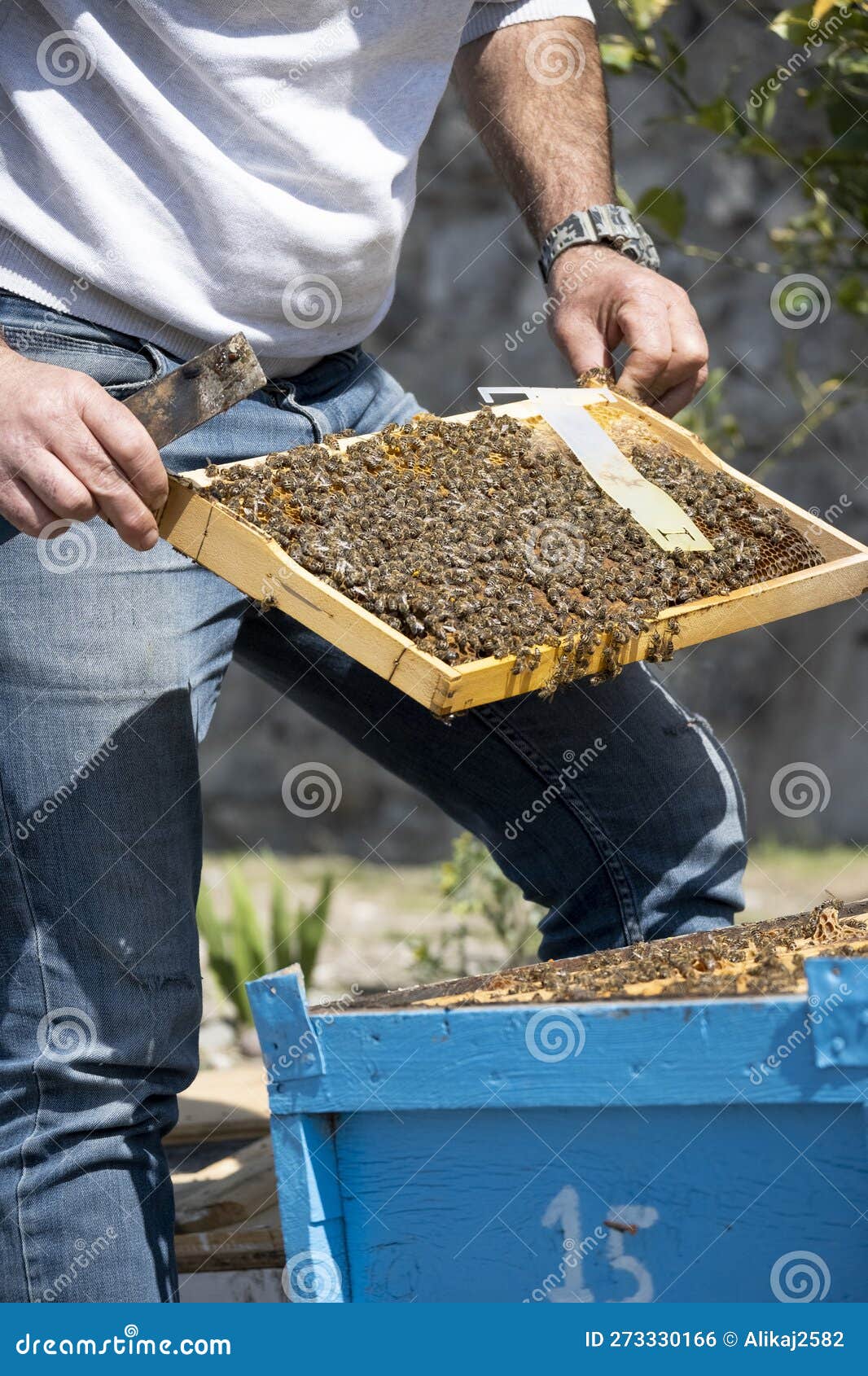 Bee Keeper is Controlling the Bee Box Stock Photo - Image of beeswax ...