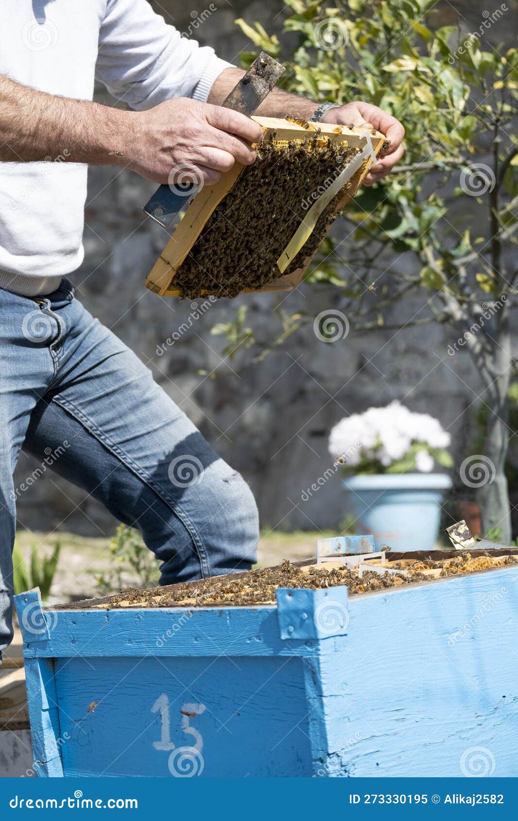 Bee Keeper is Controlling the Bee Box Stock Image - Image of family ...
