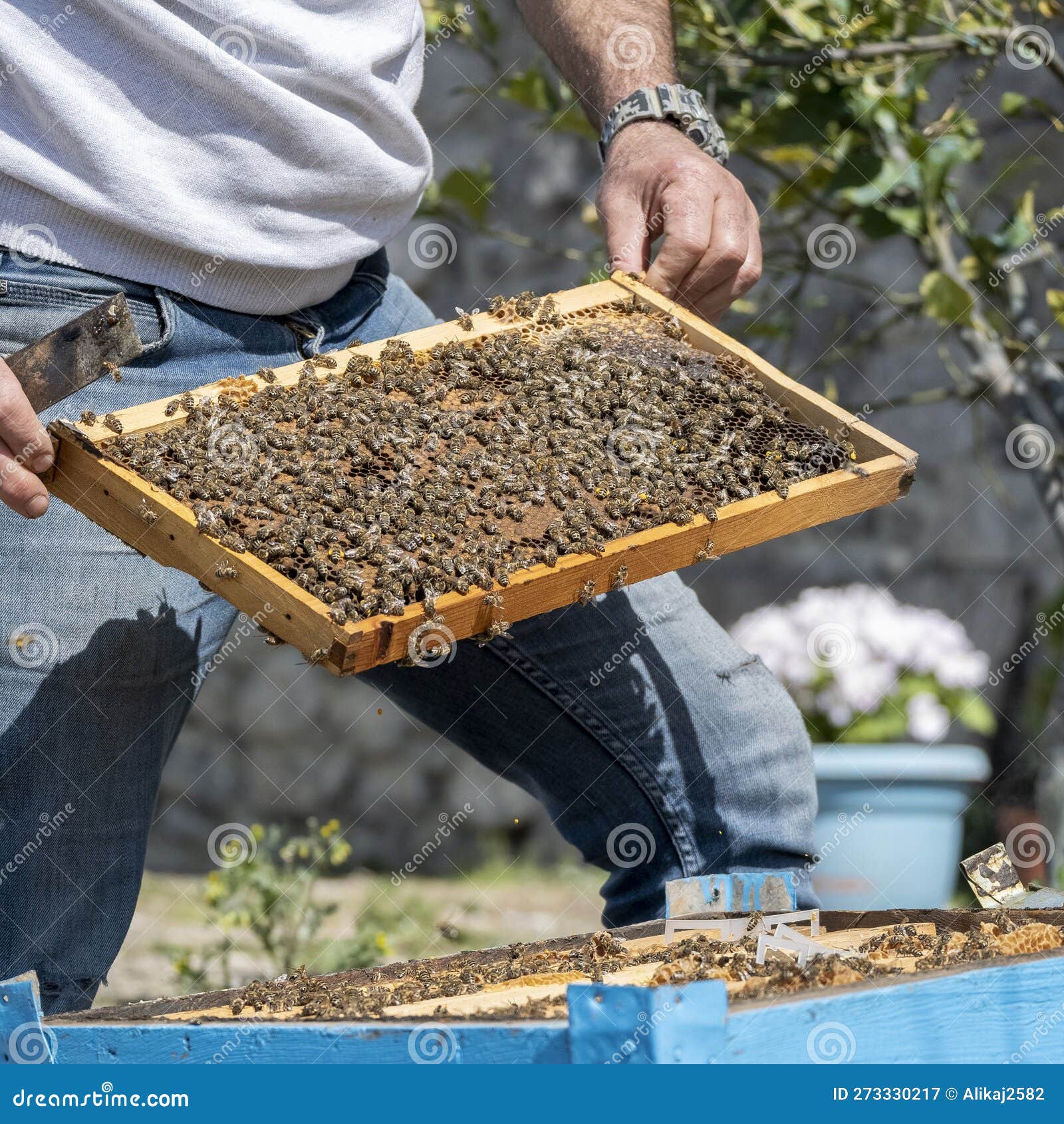 Bee Keeper is Controlling the Bee Box Stock Image - Image of beehive ...