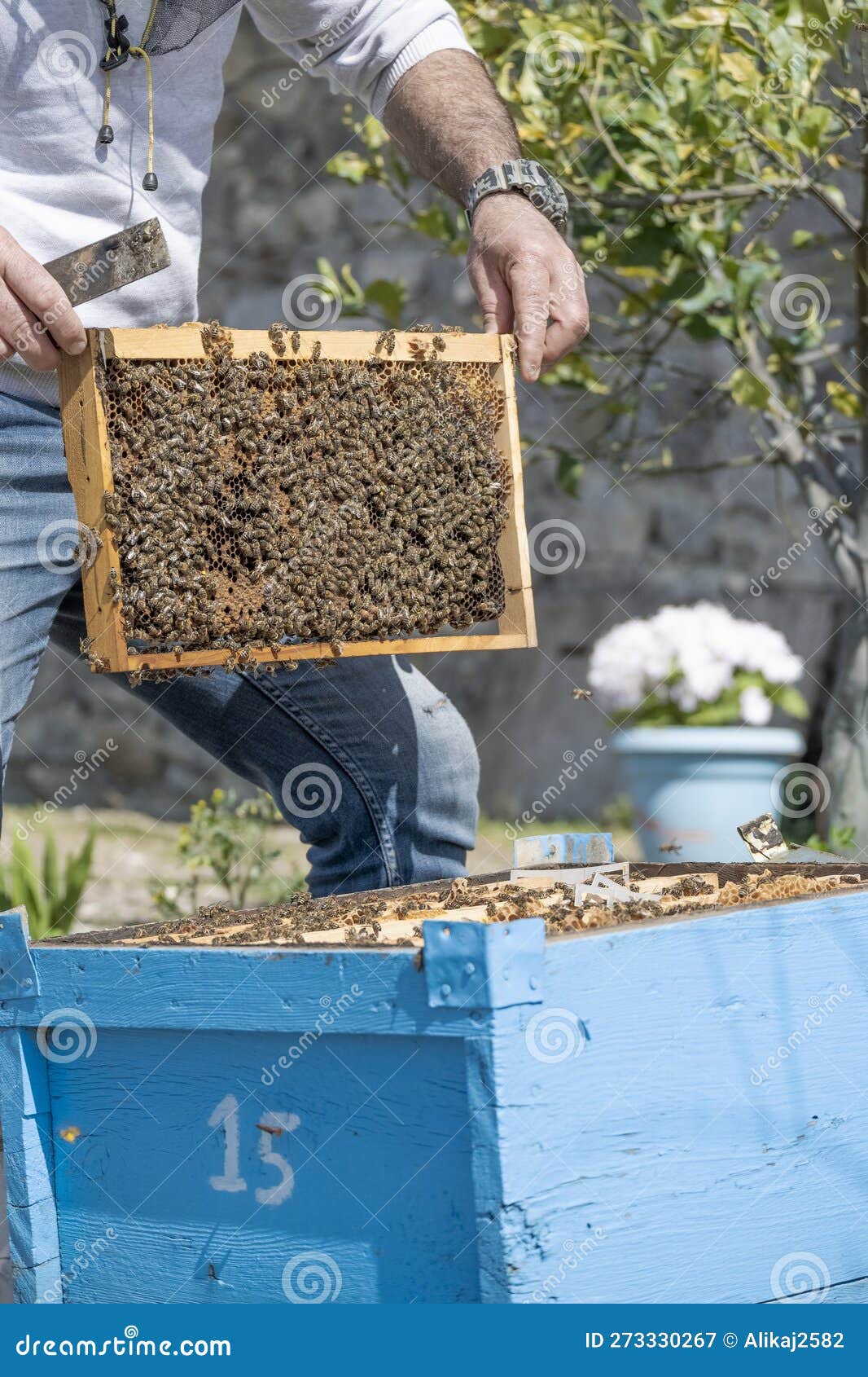 Bee Keeper is Controlling the Bee Box Stock Image - Image of business ...