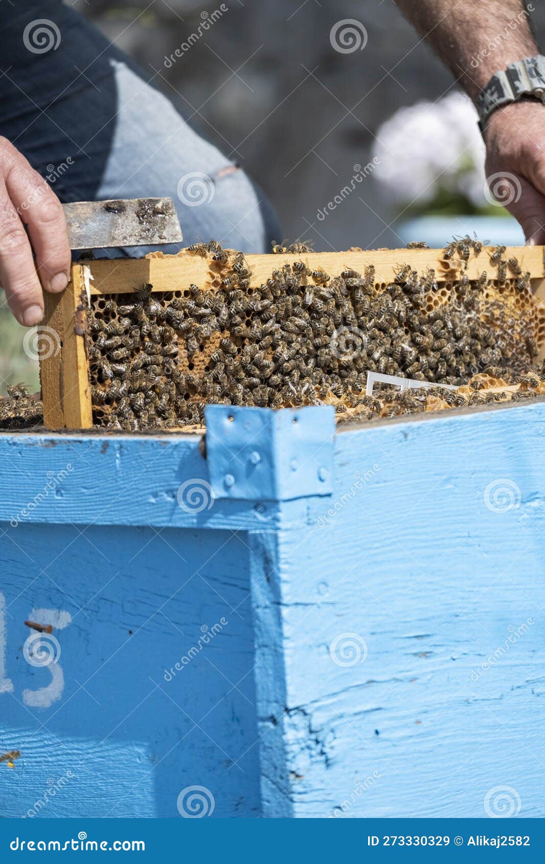 Bee Keeper is Controlling the Bee Box Stock Image - Image of frame ...