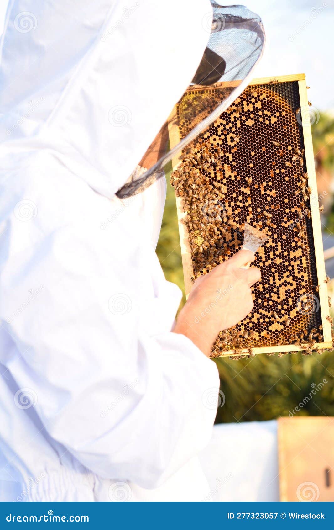 Bee happy with honey stock image. Image of career, work - 277323057