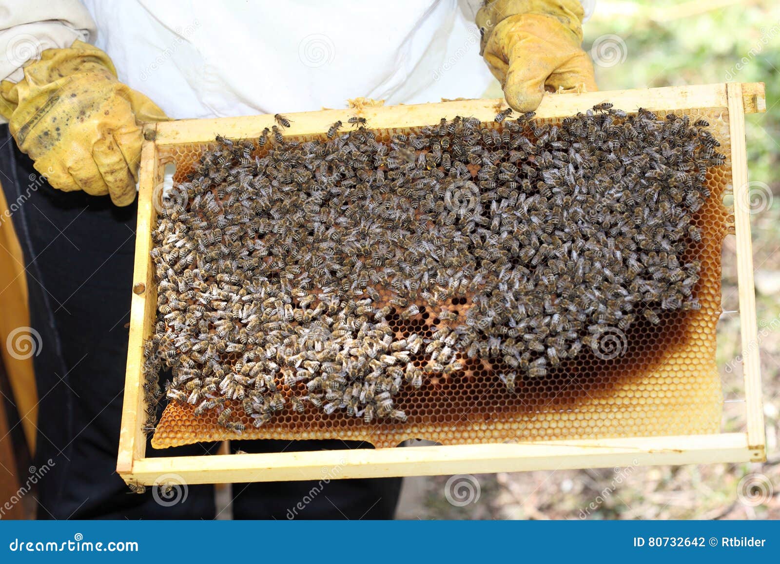 Bee keeper with honey cell stock photo. Image of keeper - 80732642
