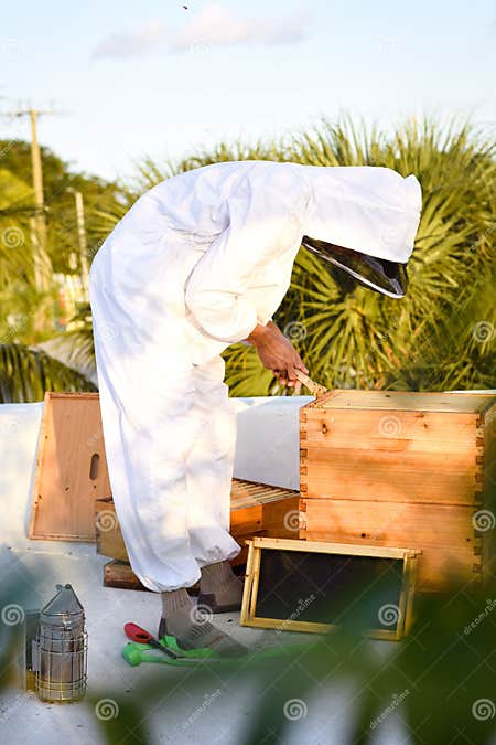 Bee Happy with Honey stock photo. Image of hive, green - 277322996