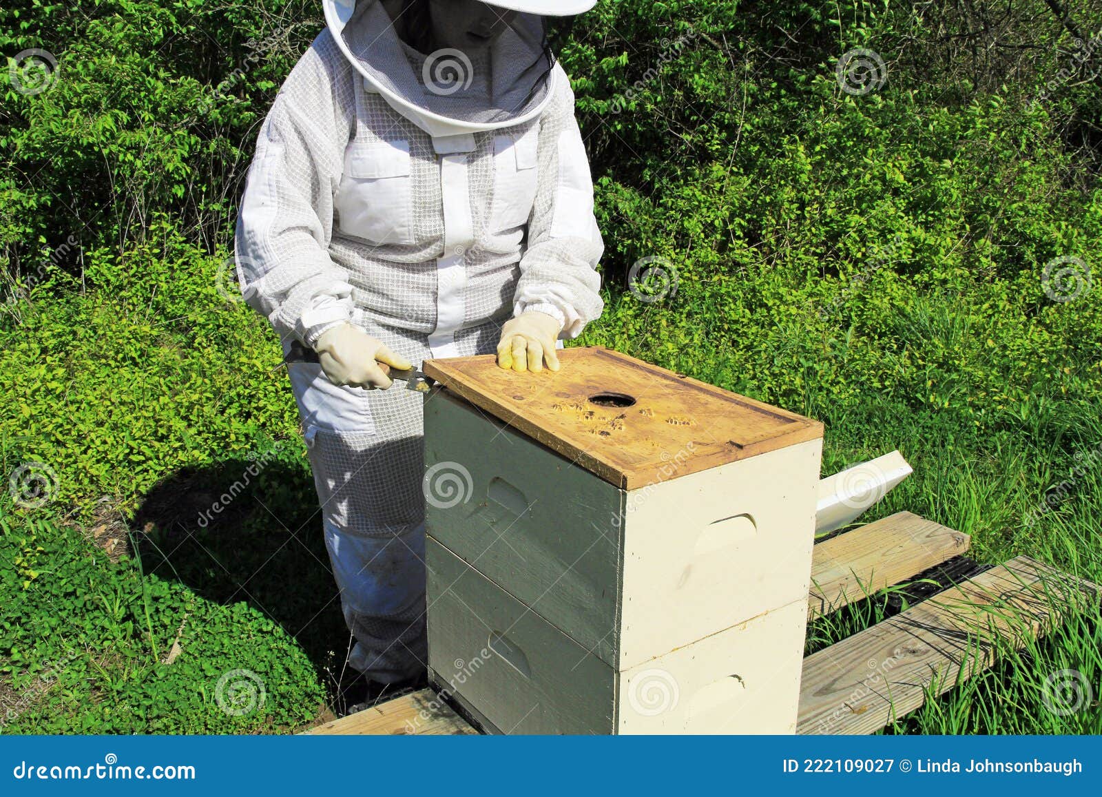 Bee Keeper Removing Inner Cover on a Beehive Stock Image - Image of ...