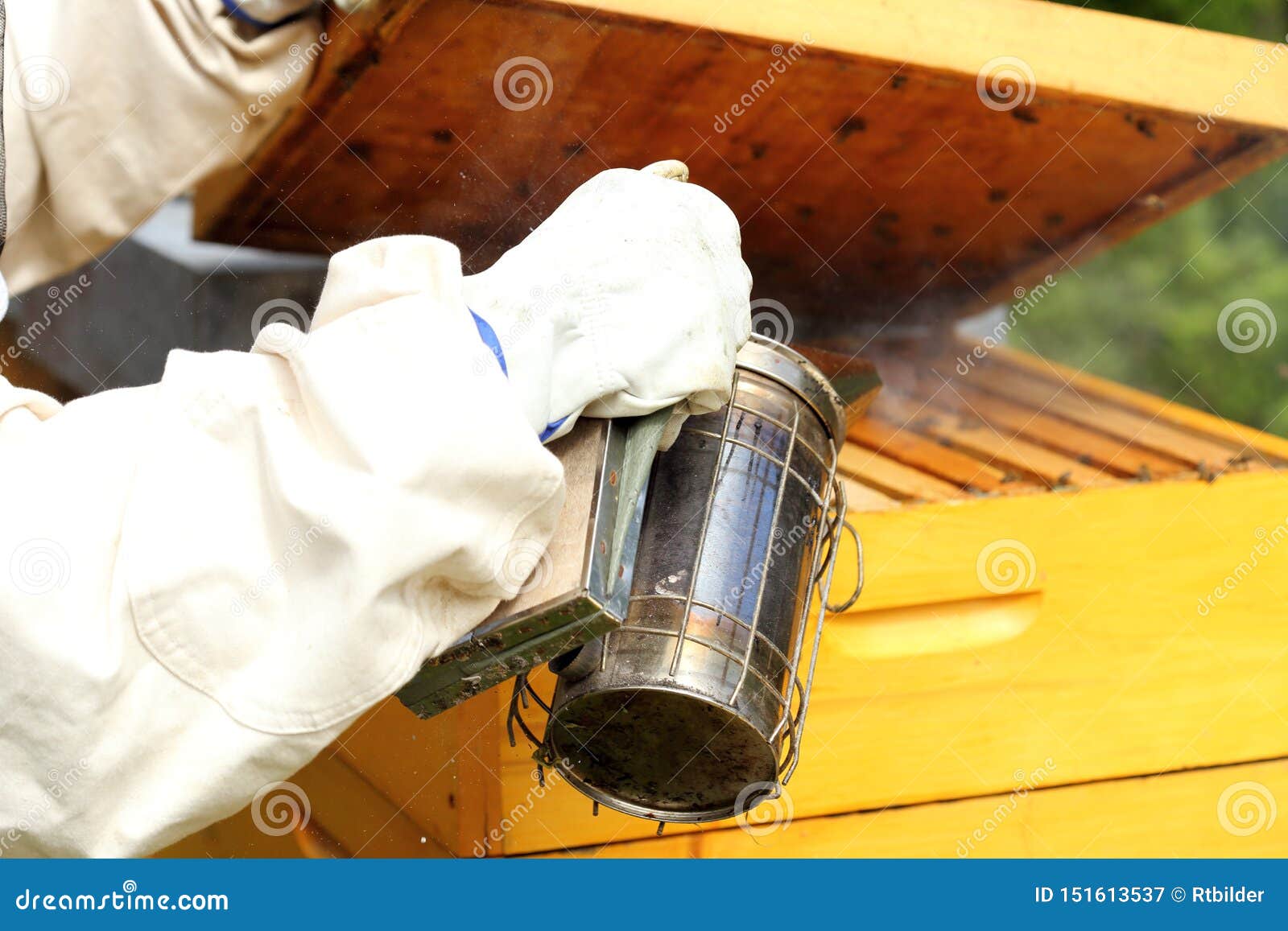 Bee Keeper with Smoker in Hand is Working Stock Image - Image of wild ...