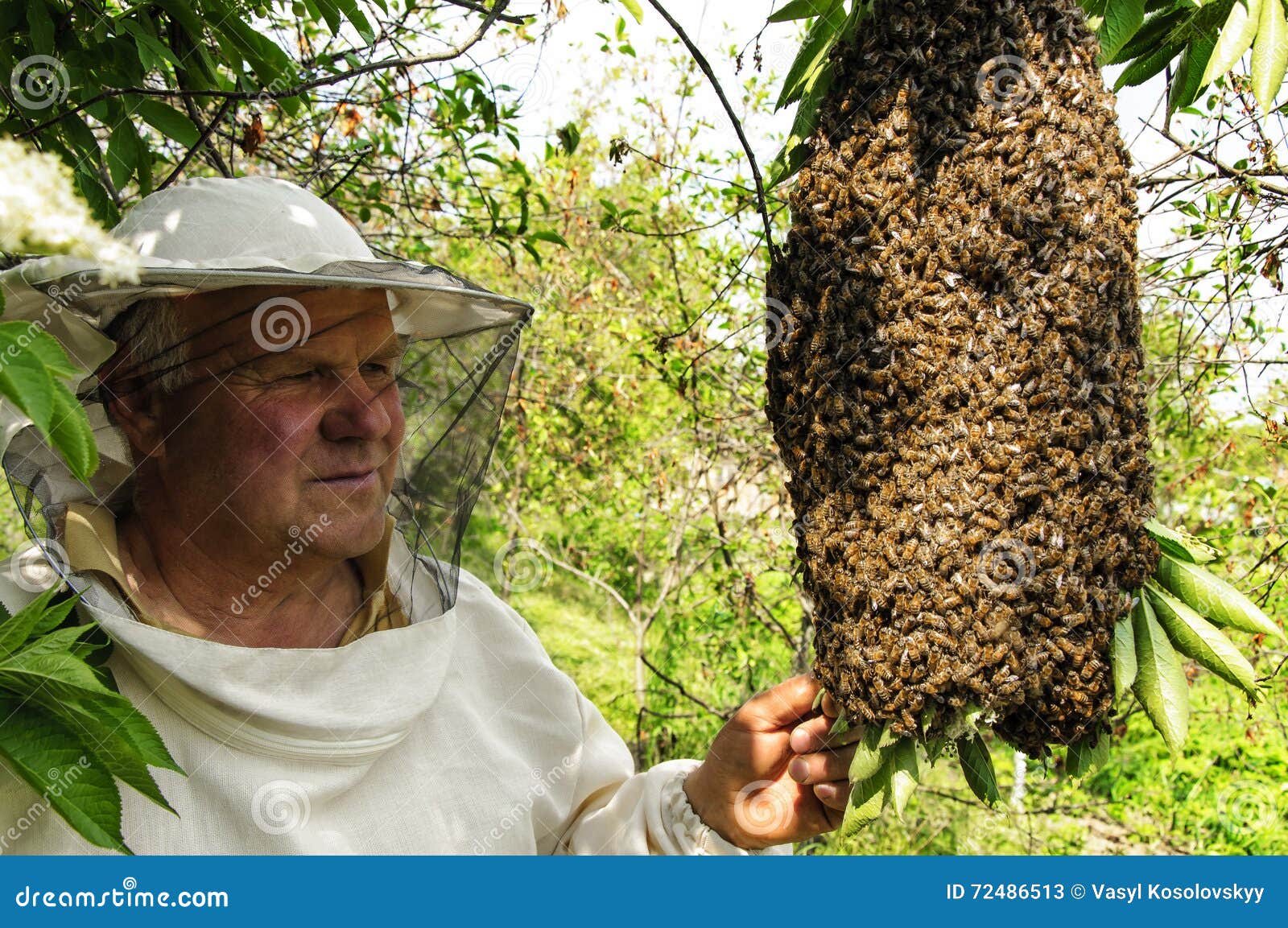 Bee Keeper with a Swarm of Bees Stock Image - Image of beehive, apiary ...
