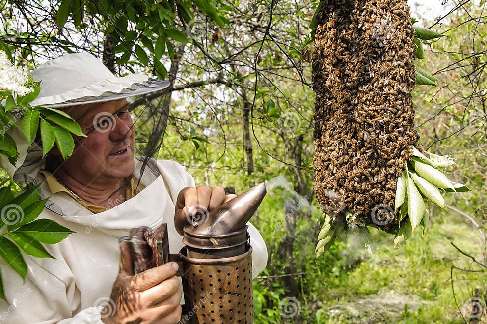 Bee Keeper with a Swarm of Bees Stock Photo - Image of stinger ...