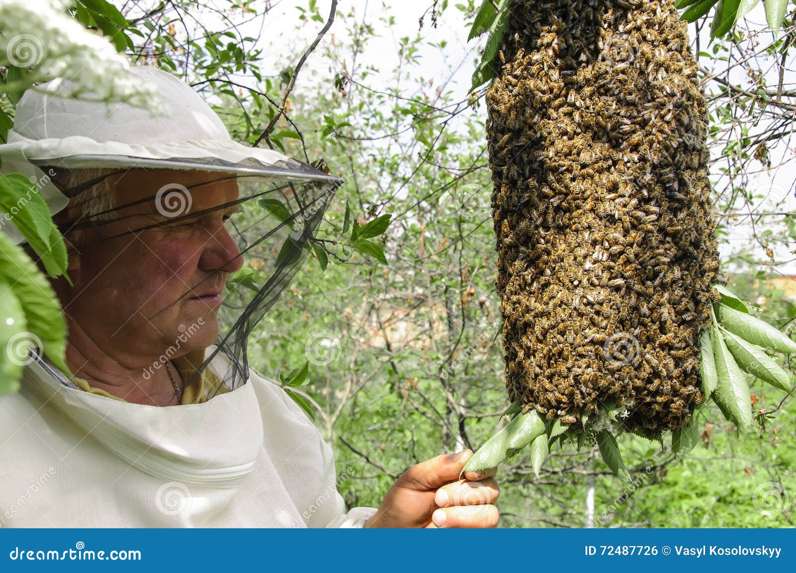Bee Keeper with a Swarm of Bees Stock Photo - Image of apiculture ...