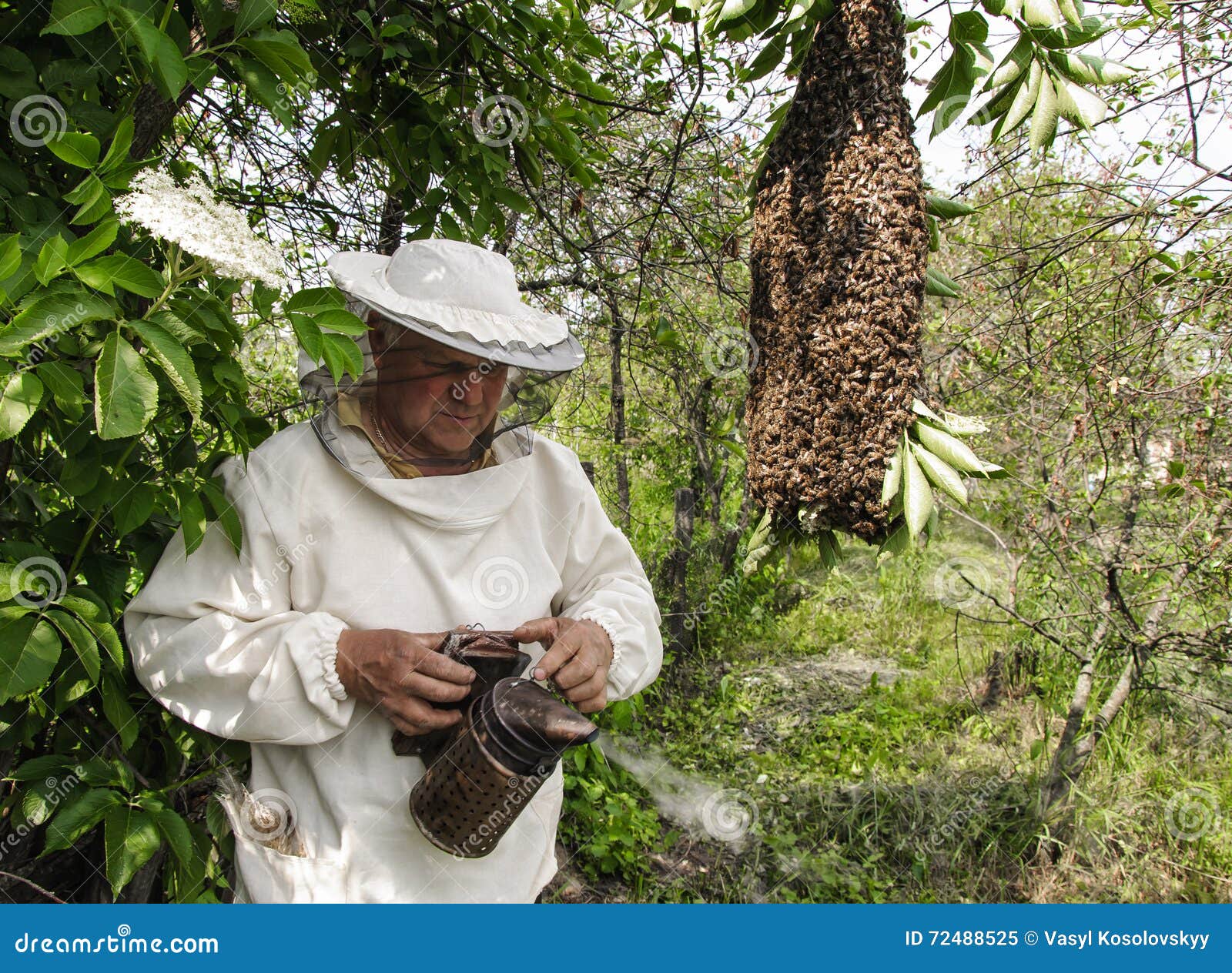 Bee Keeper with a Swarm of Bees Stock Image - Image of apiary, worker ...