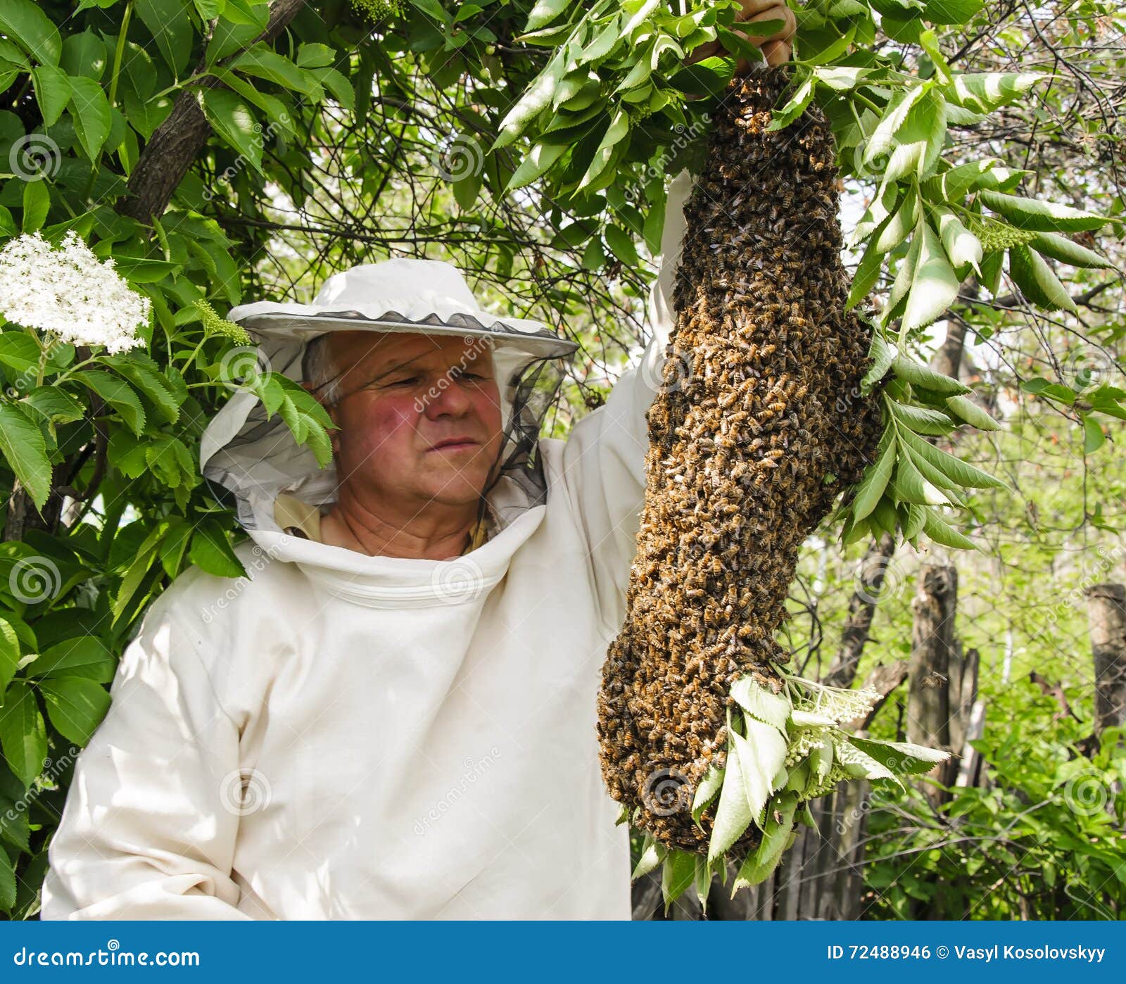Bee Keeper with a Swarm of Bees Stock Photo - Image of beekeeper, swarm ...