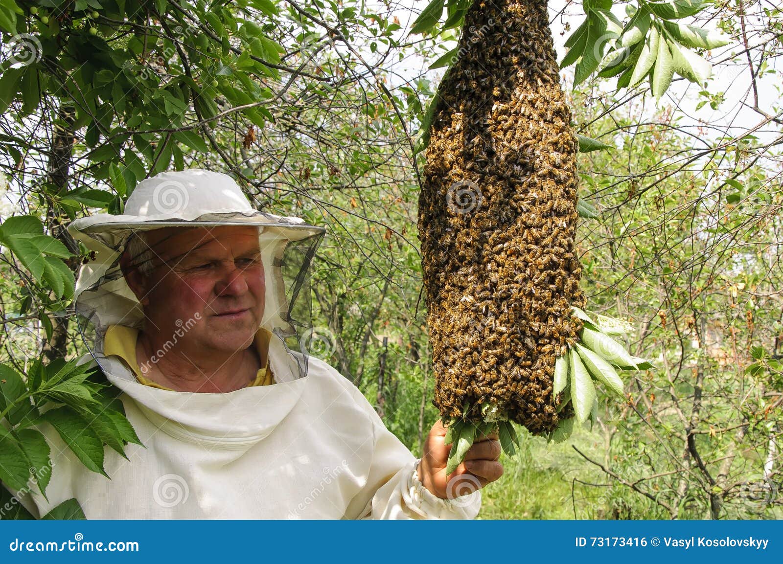 Bee Keeper with a Swarm of Bees Stock Photo - Image of beehive, insect ...