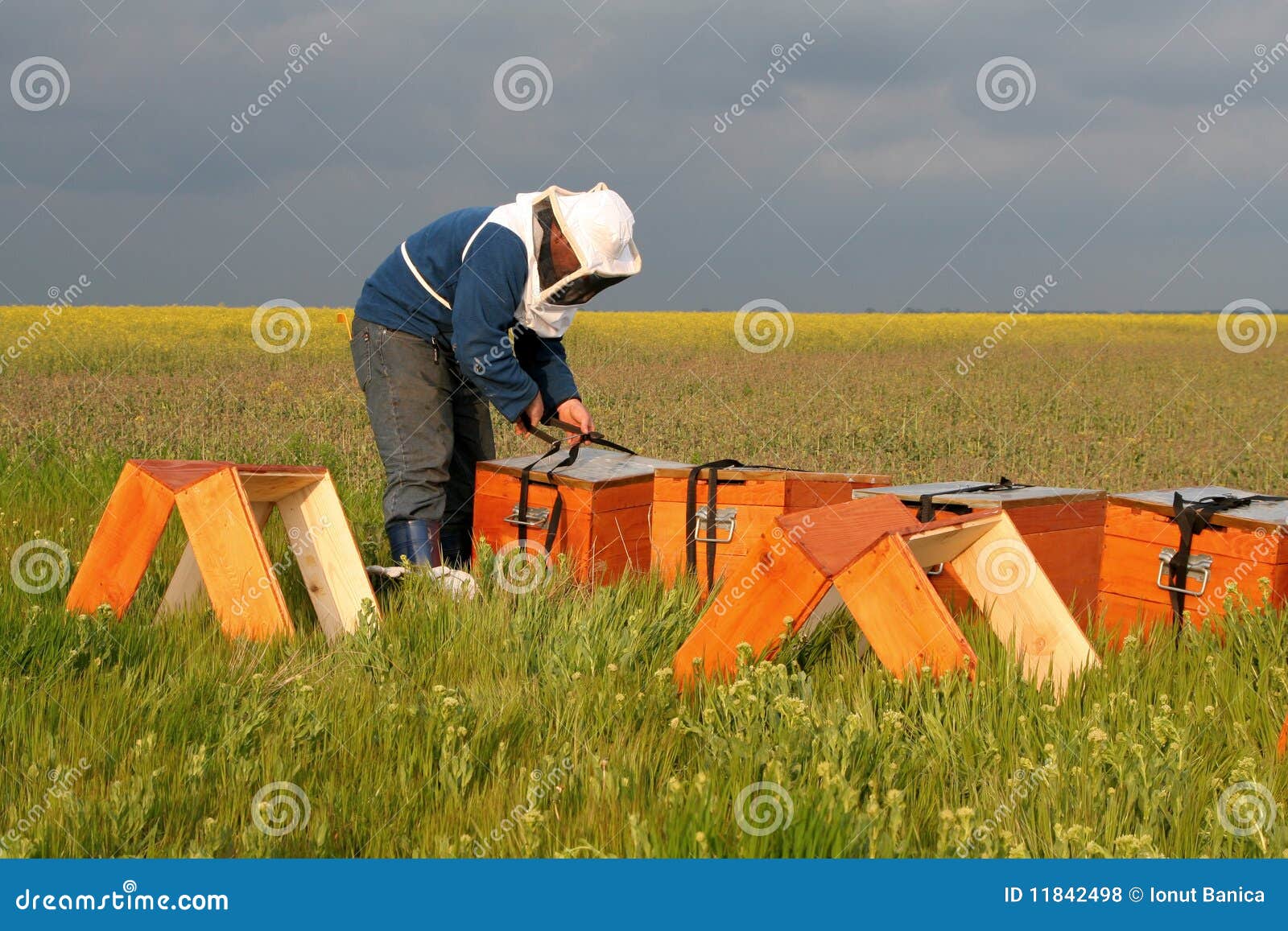 Bee keeper at work stock photo. Image of buzz, work, honey - 11842498