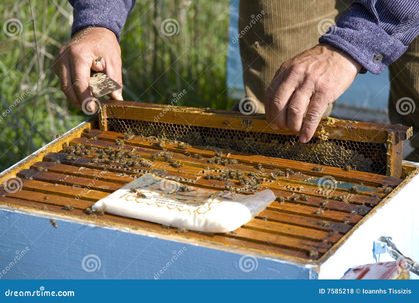 Bee-keeping stock photo. Image of beekeeper, greece, bite - 7585218