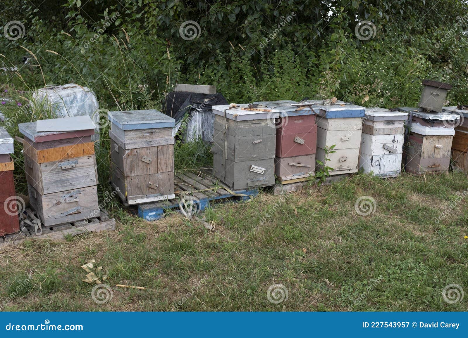 Bee keeping boxes stock image. Image of honey, outdoors - 227543957