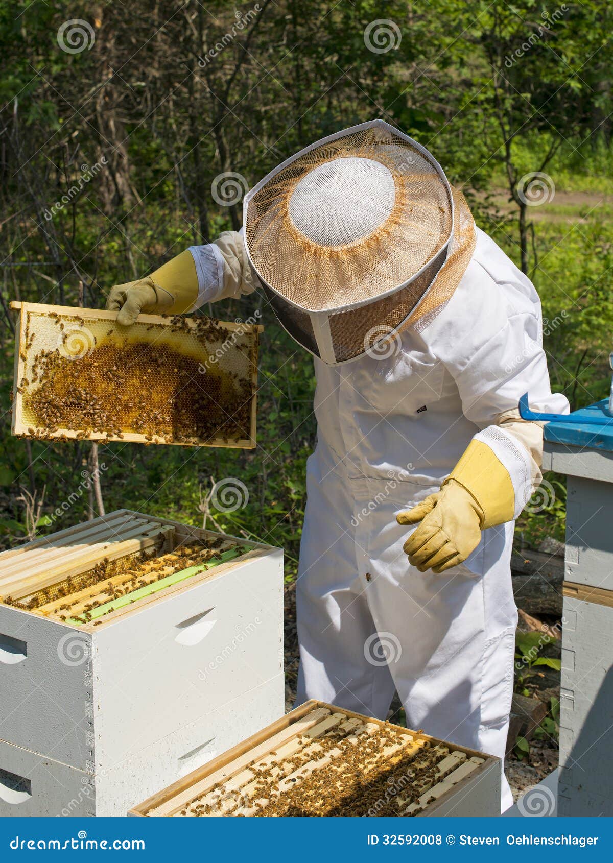 Bee Keeping stock photo. Image of hive, honeybees, honey - 32592008
