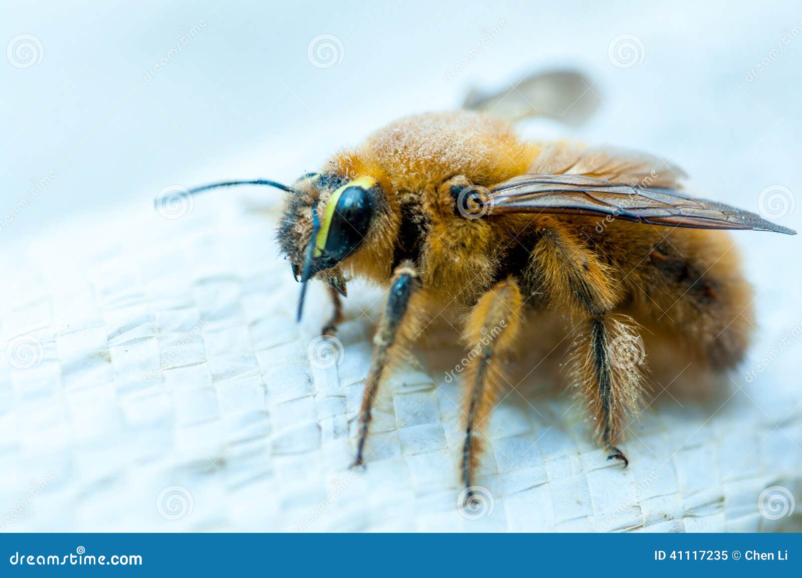 Bee stock image. Image of industrious, eyes, environment - 41117235