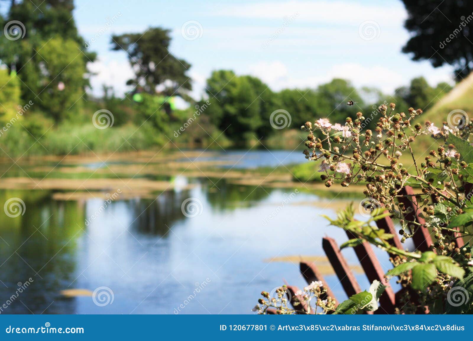 Bee by the lake stock image. Image of green, lake, gardern - 120677801