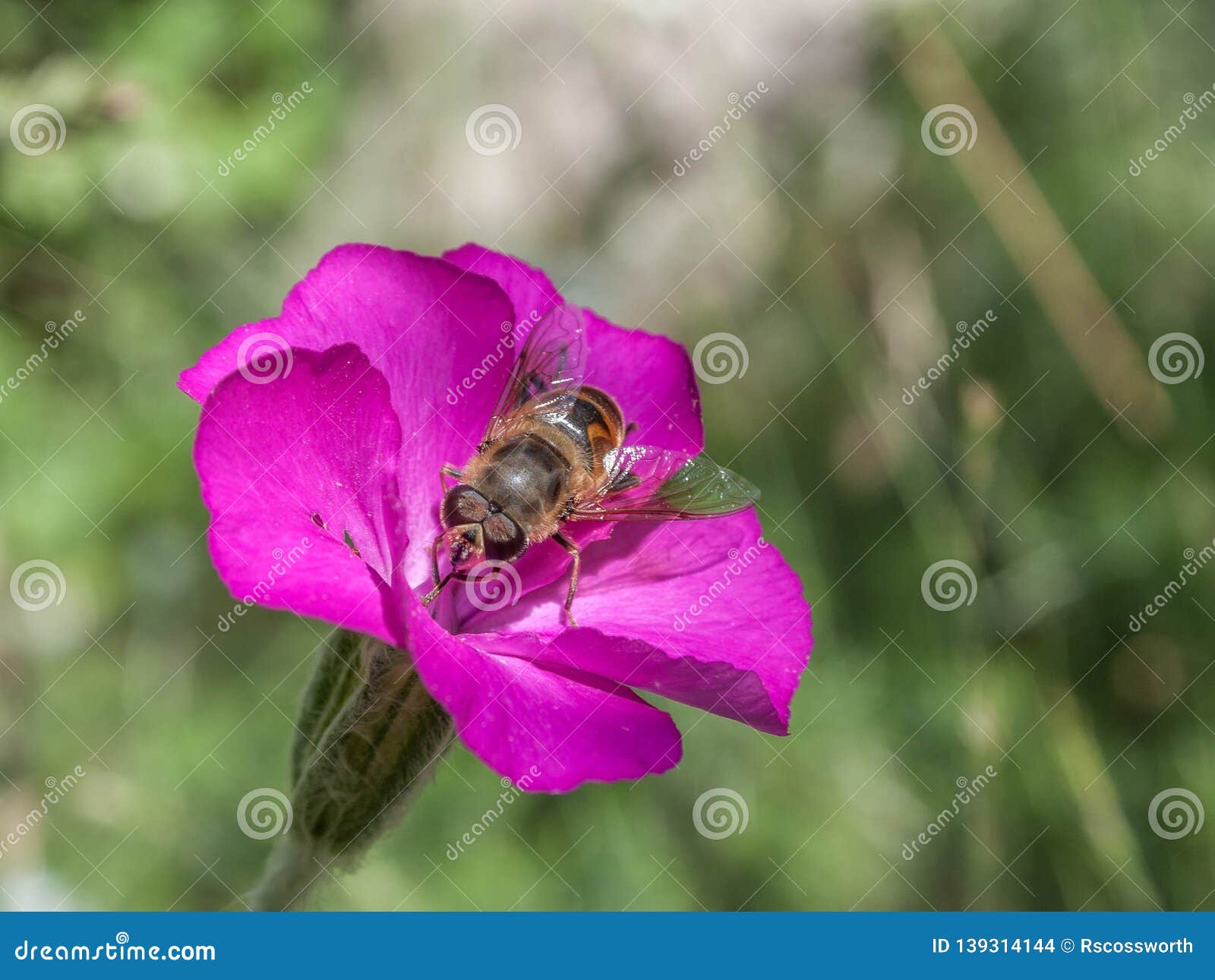 Bee landed on a flower stock photo. Image of landed - 139314144