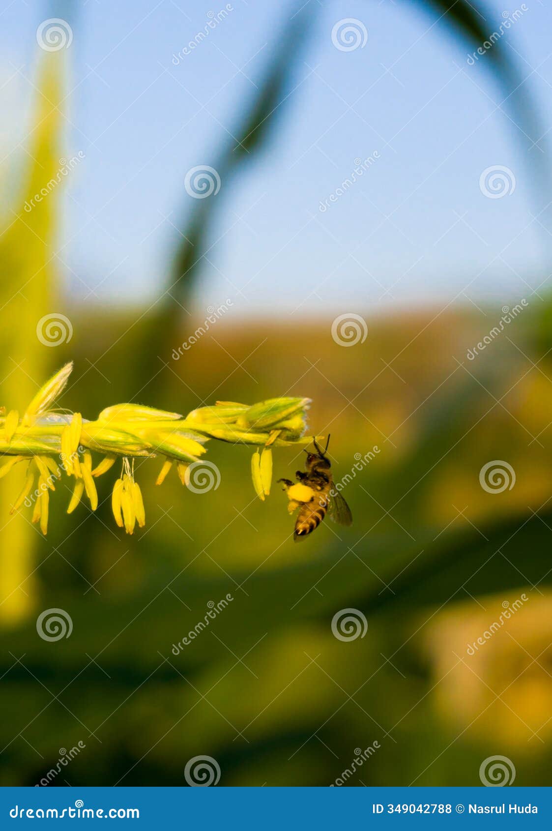 A Bee Landed on a Rice Flower Stock Photo - Image of yellow, nature ...