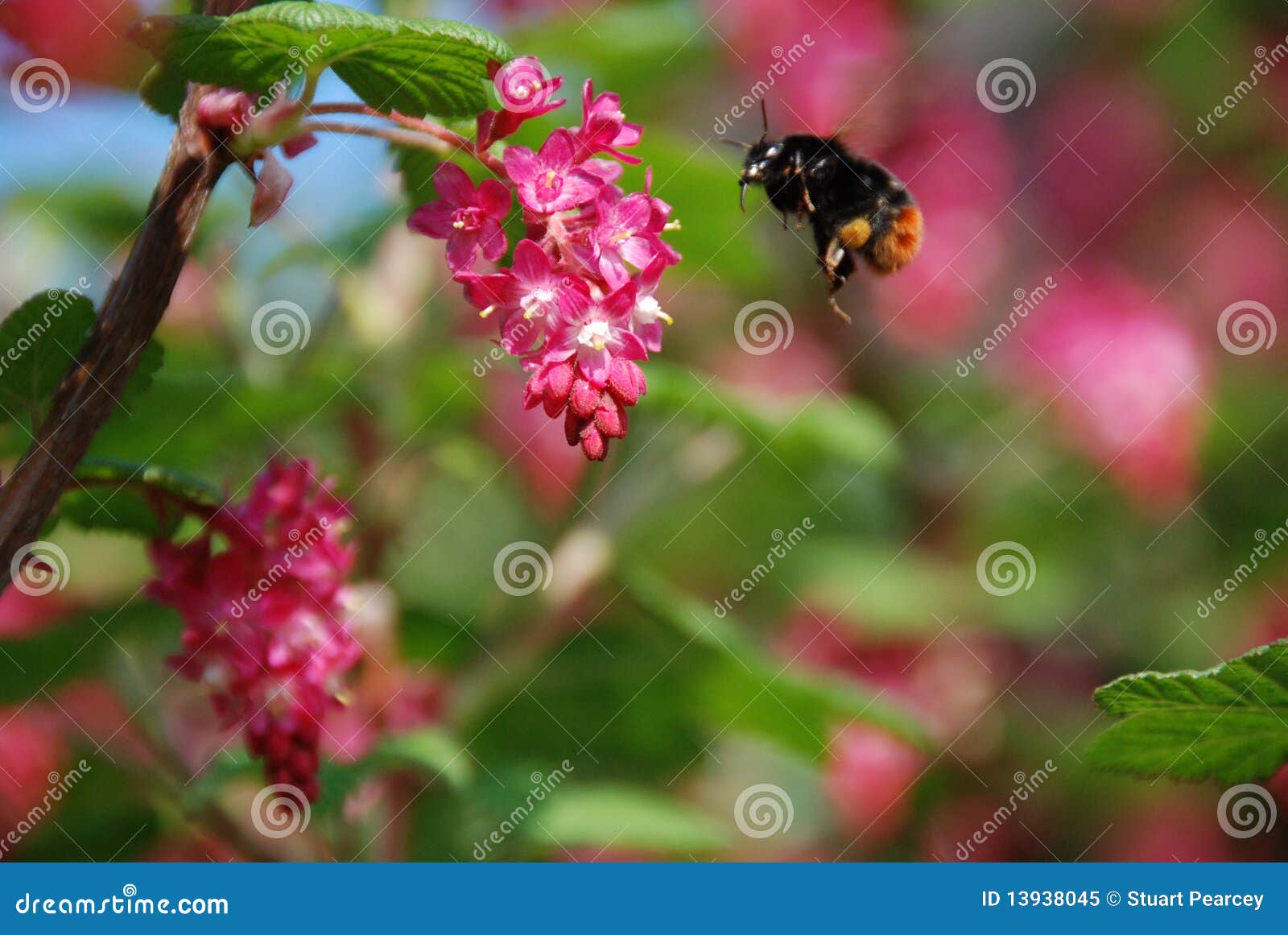 Bee landing stock image. Image of pollination, flying - 13938045