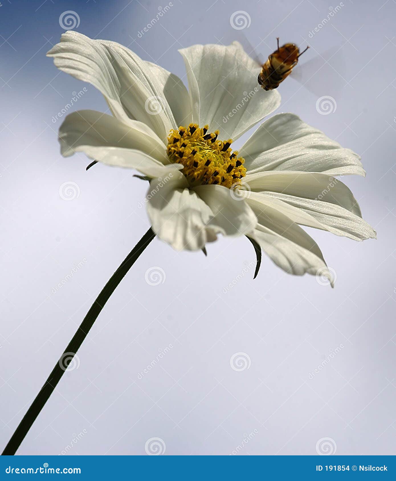 Bee Landing stock photo. Image of outdoors, garden, buzzing - 191854