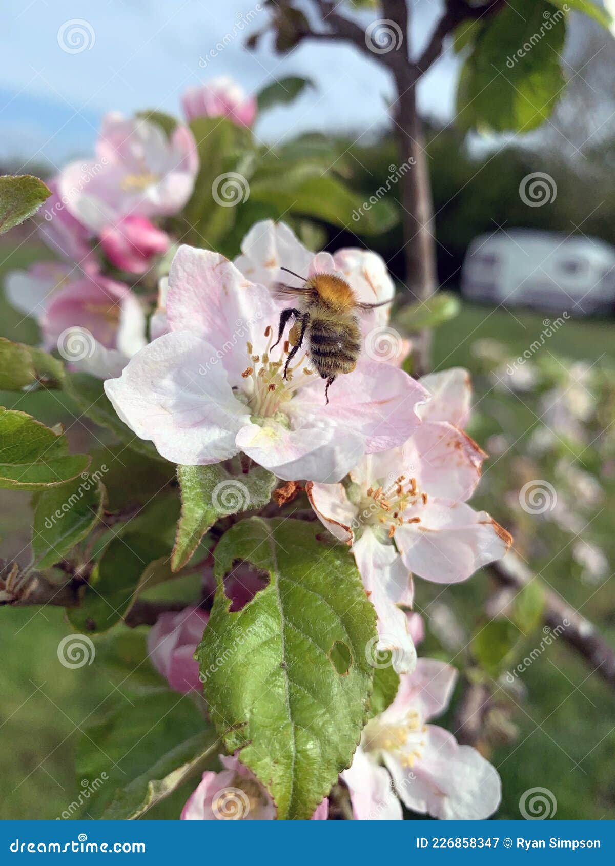 Bee landing on flower stock image. Image of nature, spring - 226858347