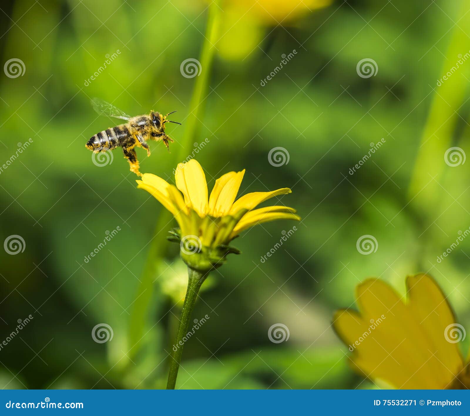 Honey Bee stock image. Image of garden, jump, landing - 75532271