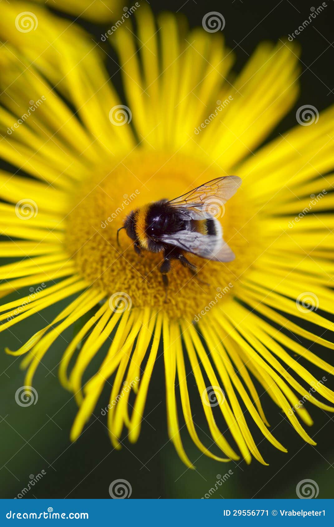 Bee Landing on a Yellow Daisy Stock Image - Image of blossom, detail ...